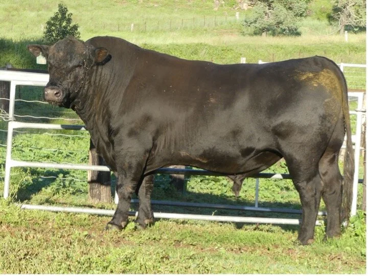 Bull Sales and Semen Sires — Rennylea Angus