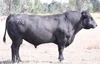 Bull Sales and Semen Sires — Rennylea Angus