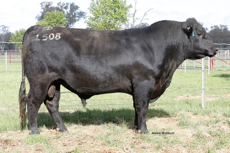 Bull Sales and Semen Sires — Rennylea Angus