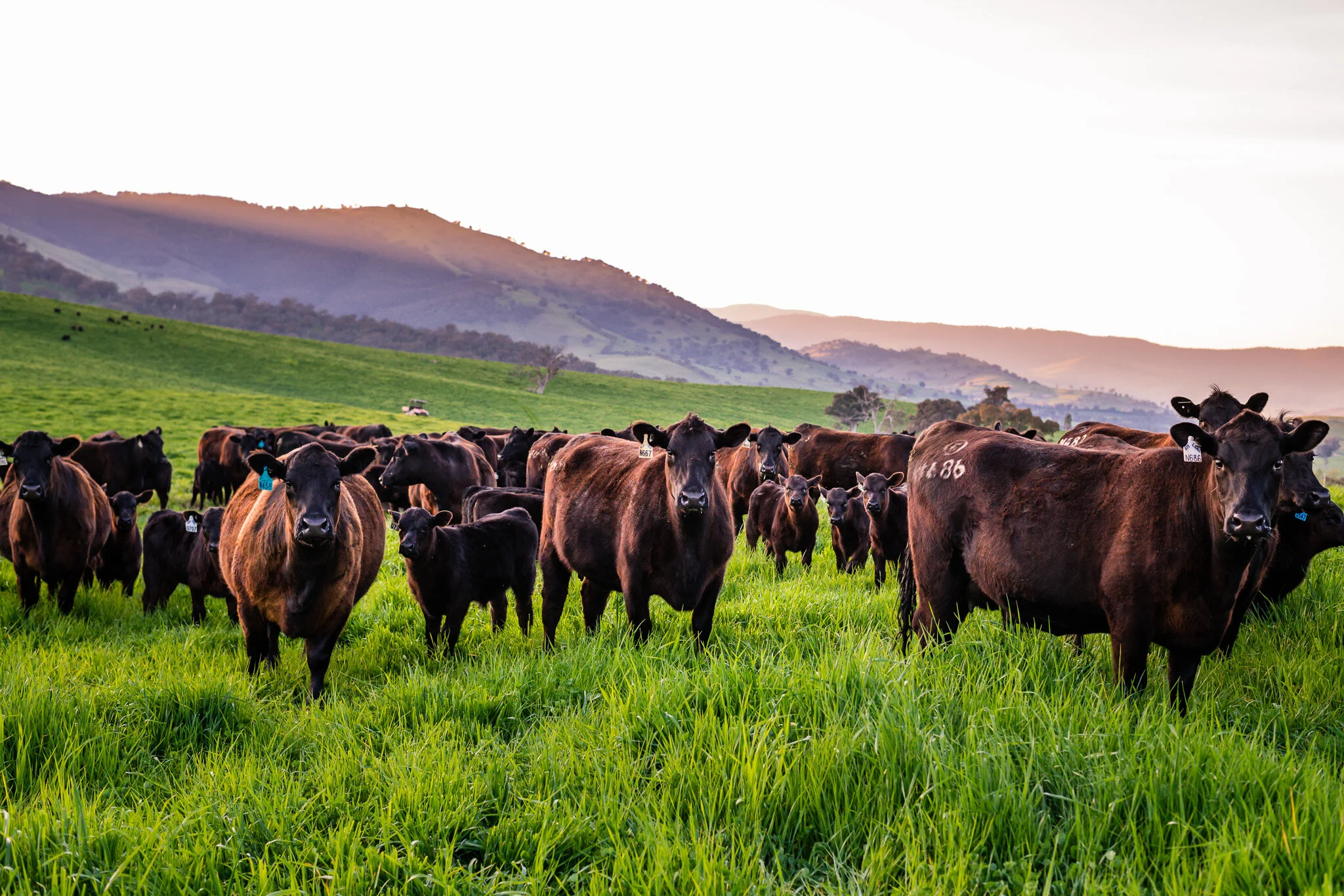 Our Story — Rennylea Angus