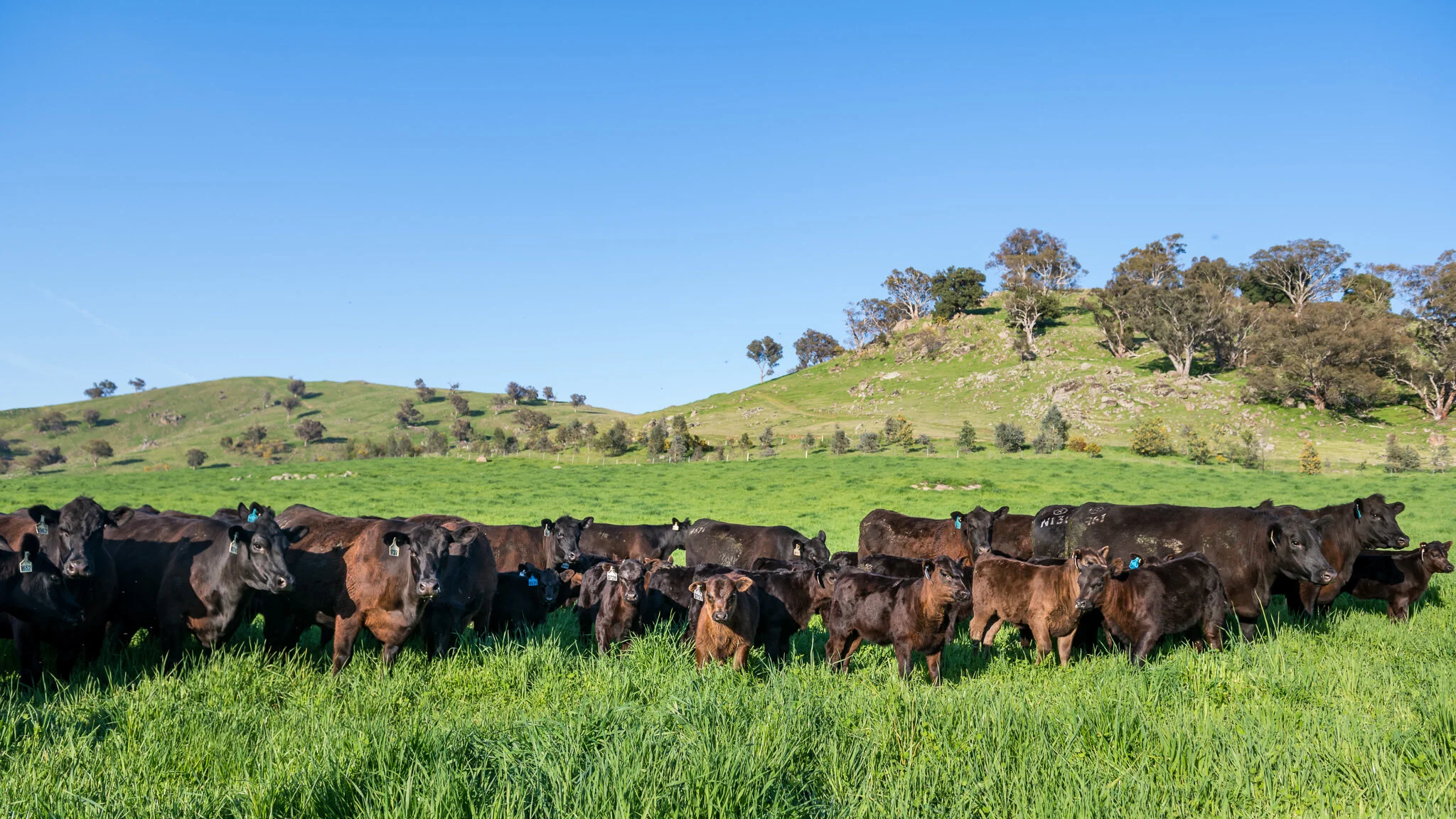 Bull Sales and Semen Sires — Rennylea Angus