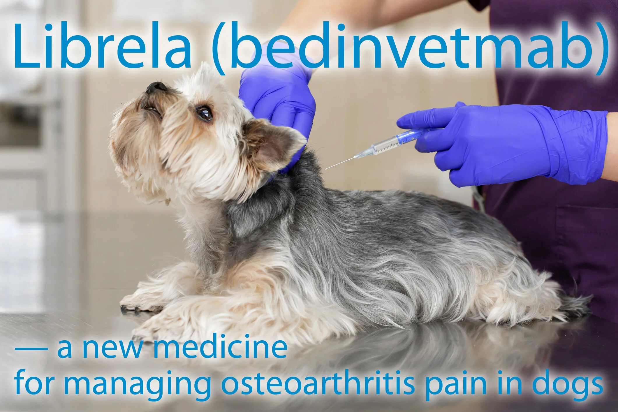 Veterinary Prescriber