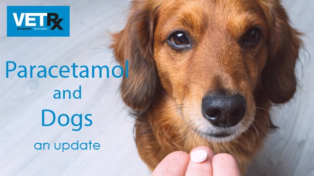 Paracetamol for dogs - a need for better offerings from the veterinary ...