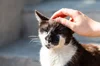 Transdermal thiamazole: What are its risks? — Veterinary Prescriber