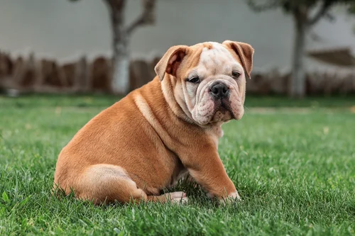 Let’s Talk About Librela Injections — Veterinary Prescriber