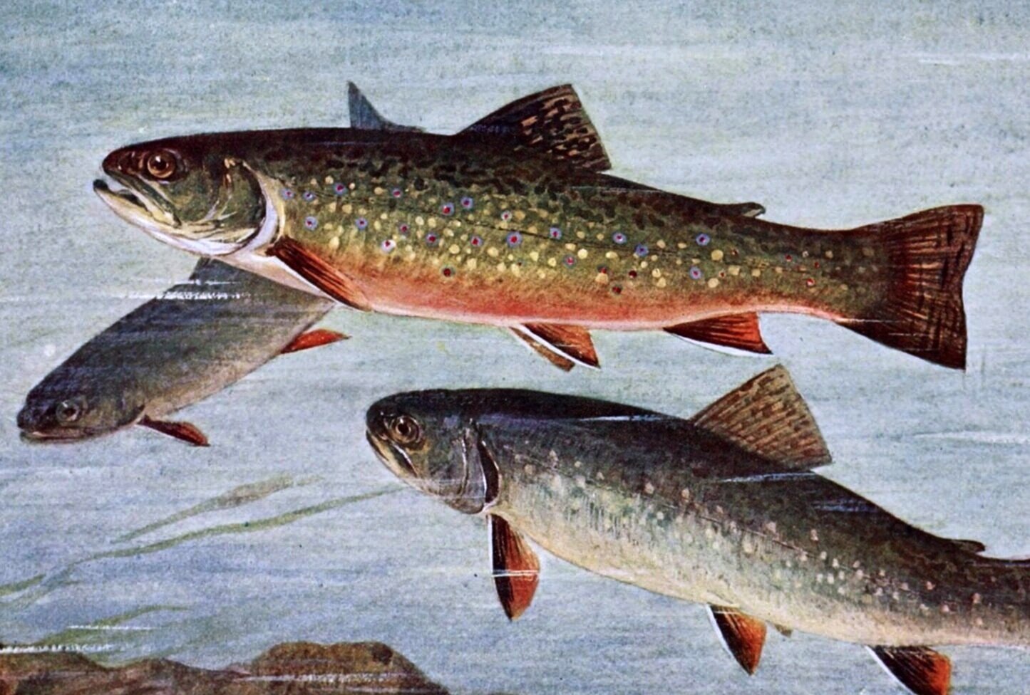 Module 1 — Bring Back The Brookies