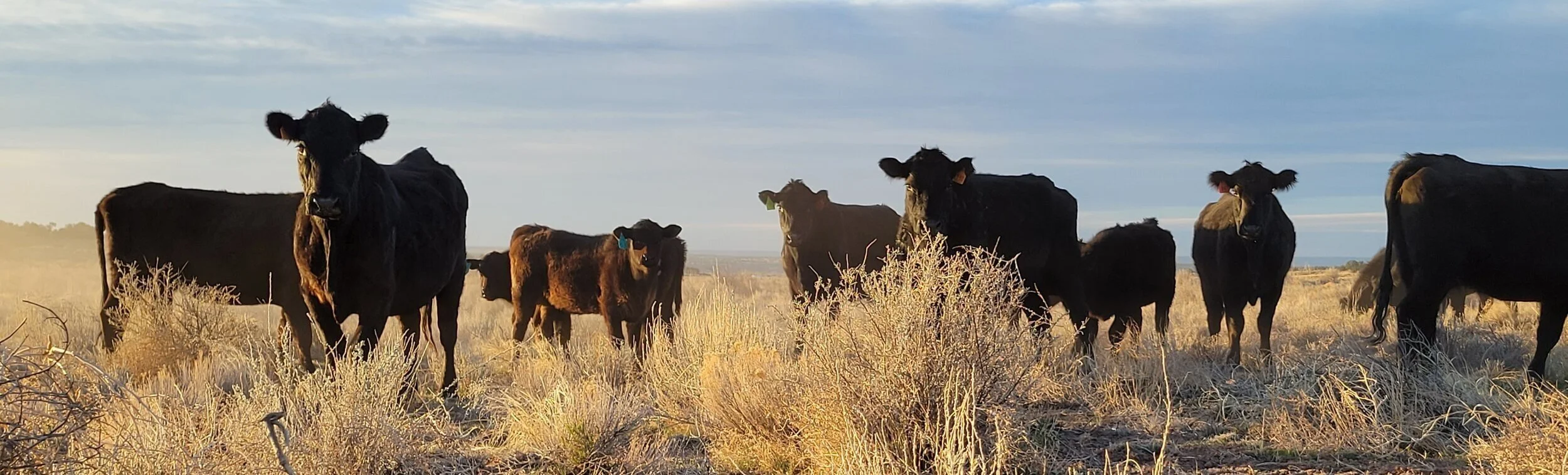 Native American Beef — Labatt Food Service