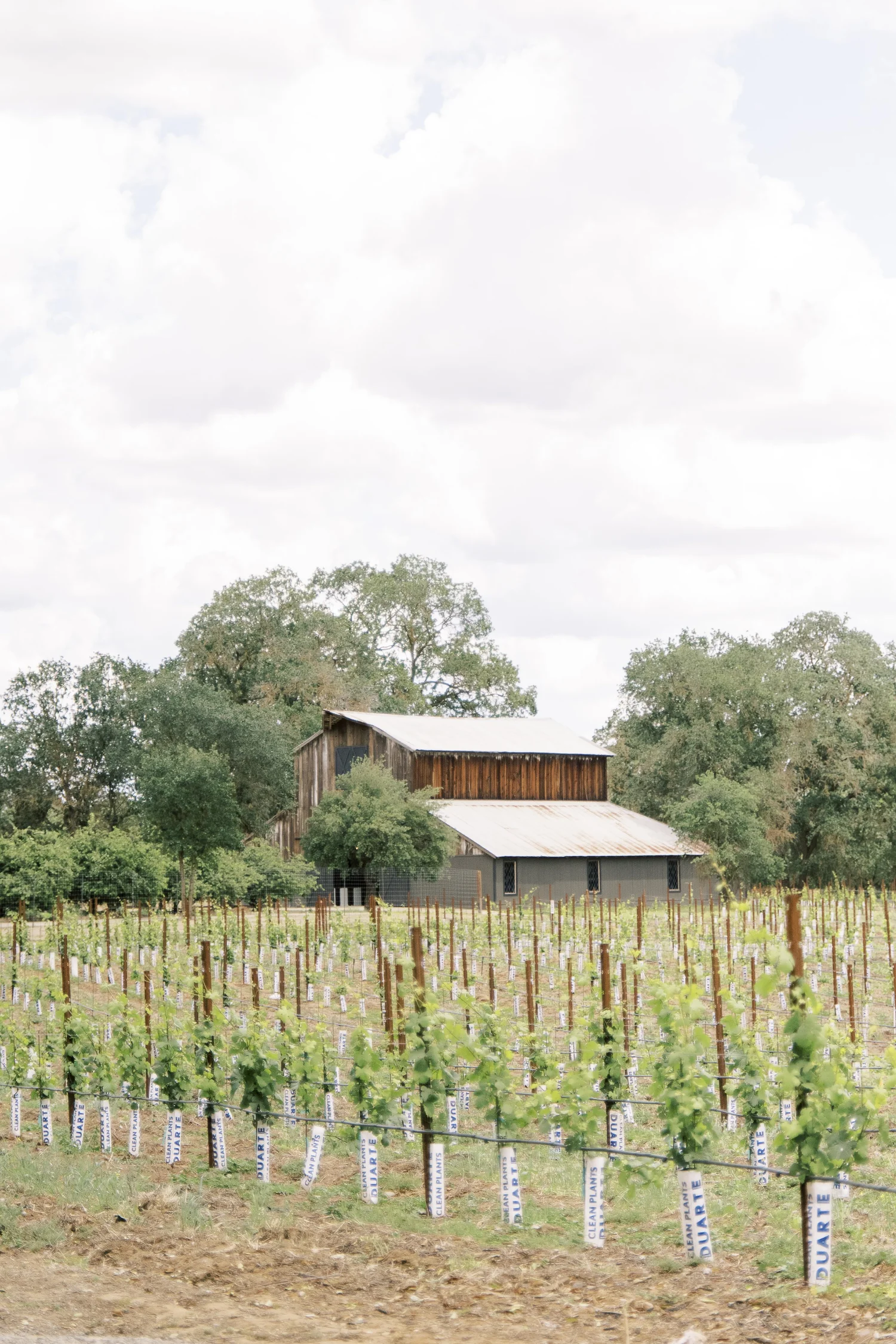 Lamoure Vineyards