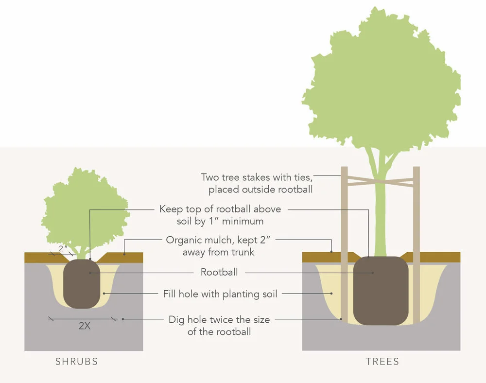 Best Practices for Installing Plants — Yardkit
