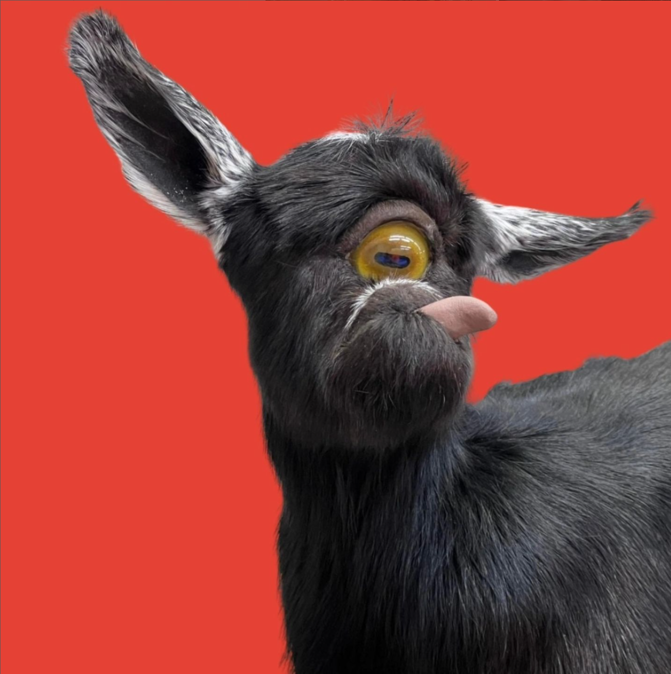 The Oddities Museum, Inc.