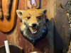 The Oddities Museum, Inc. | Explore Unique Exhibits Today