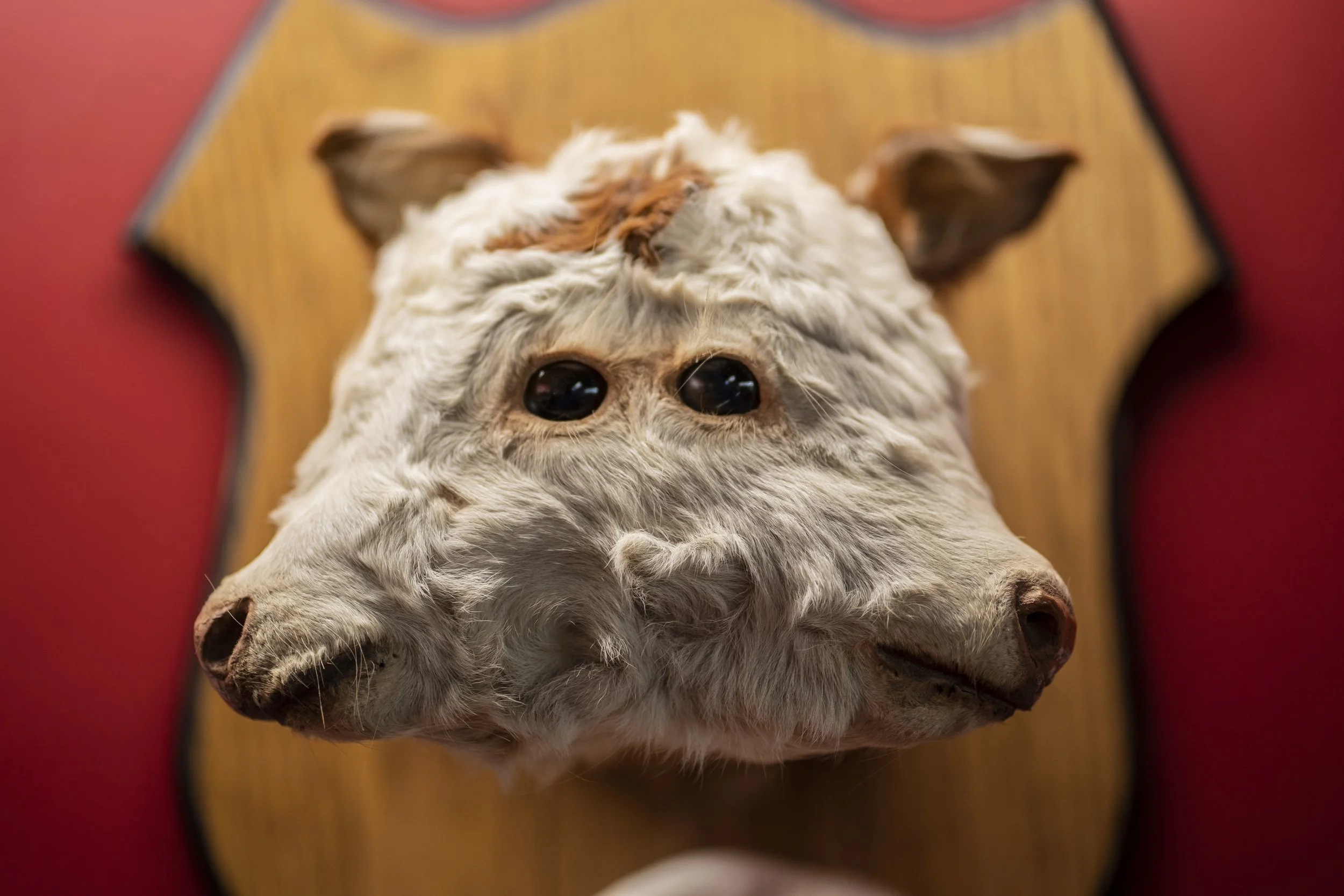 The Oddities Museum, Inc.