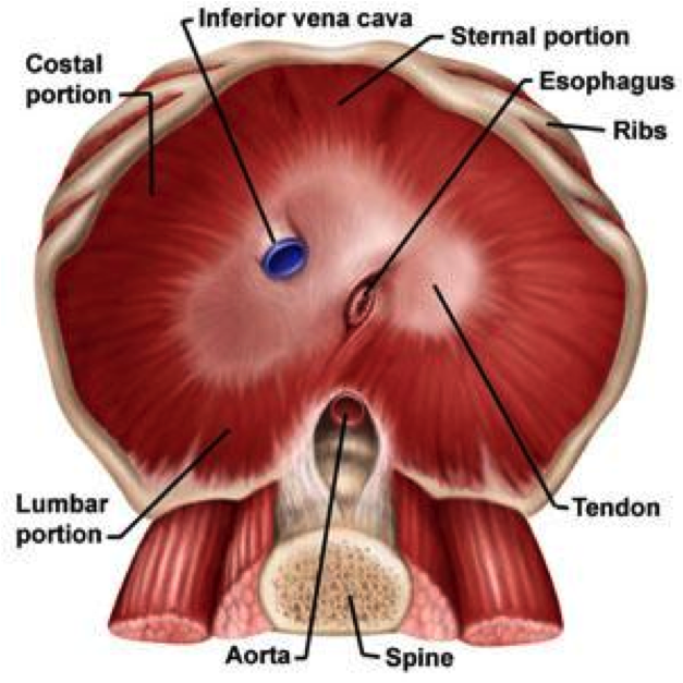 THE VAGUS NERVE & DIAPHRAGM — Kai Health