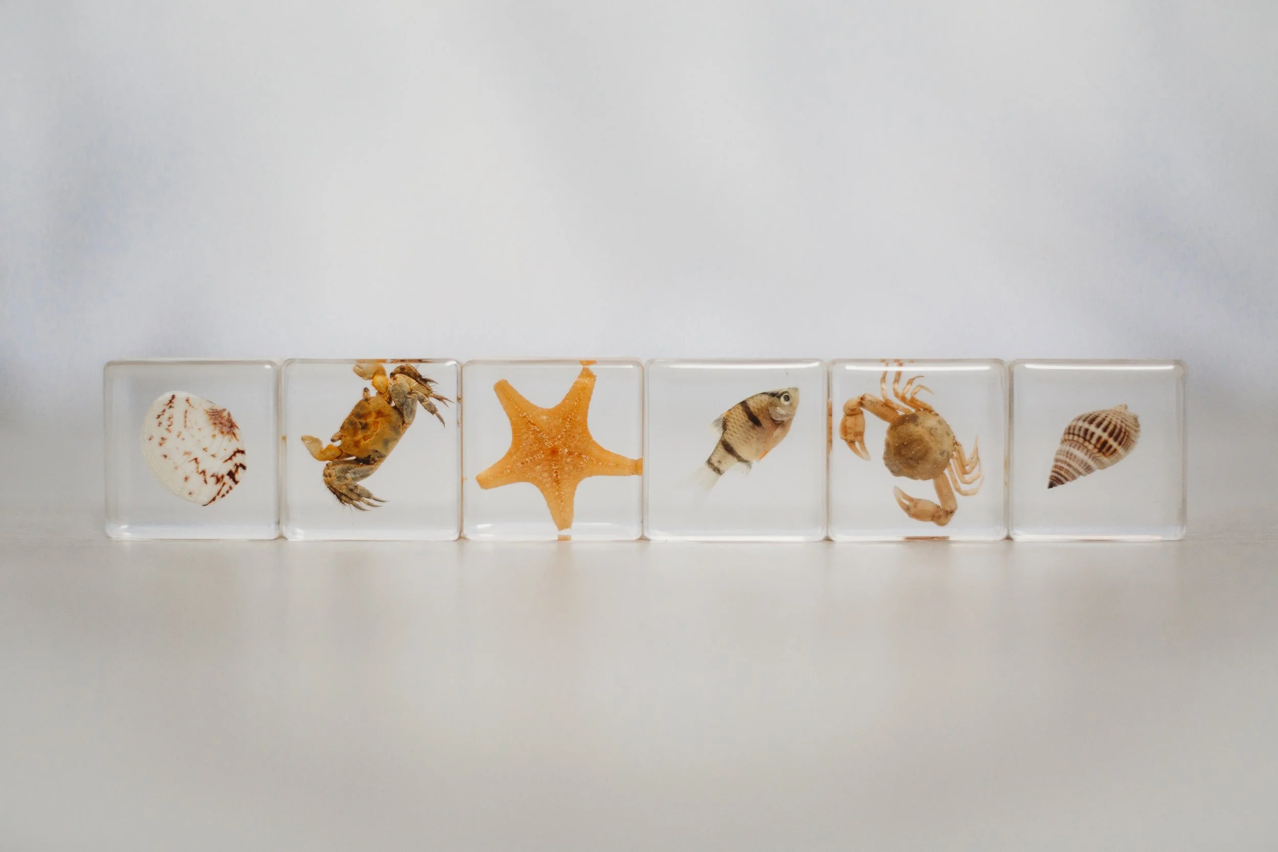 Garden Bug Specimen Set — Shop Sensory Play, Nature Activities ...