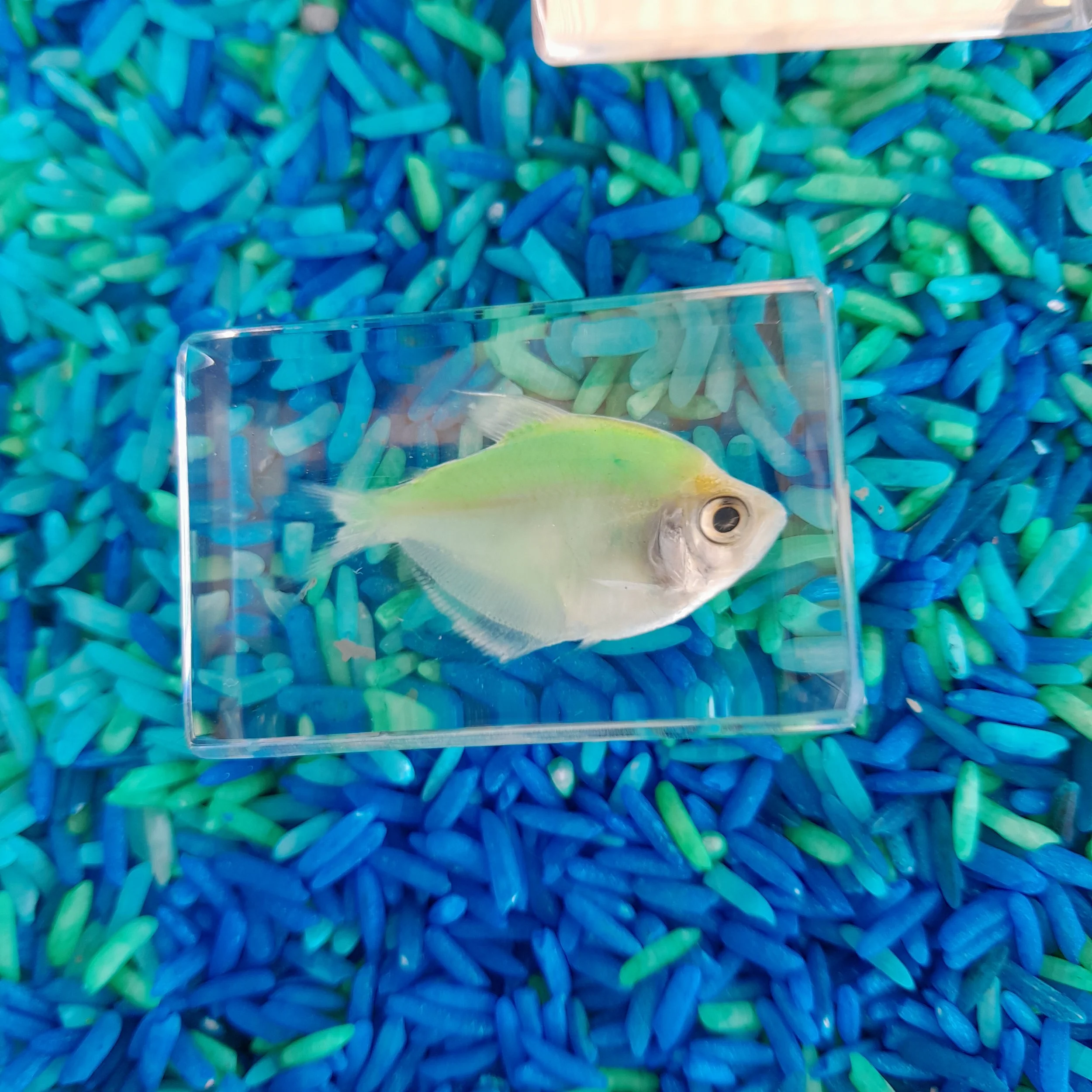 Rainbow Serpent Author: Dick Roughsey and Percy Trezise — Shop Sensory ...