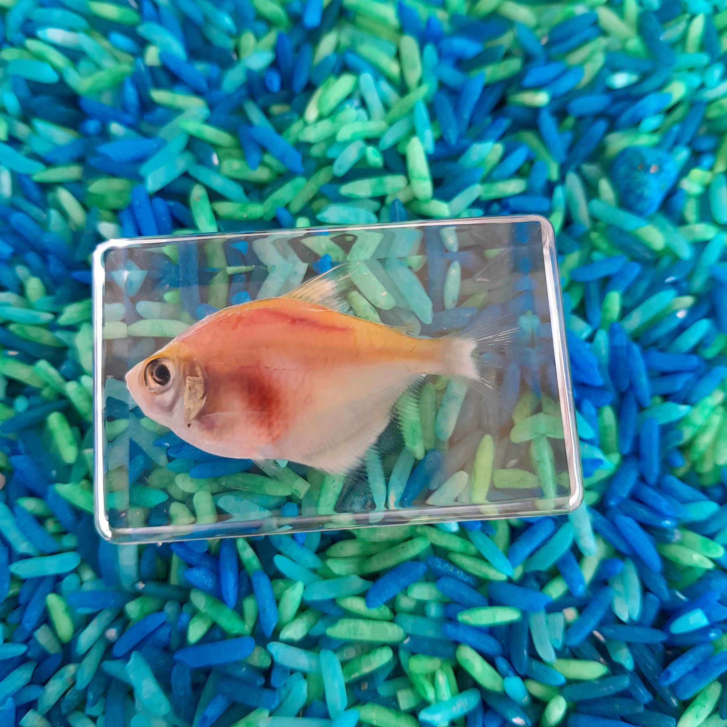 Rainbow Serpent Author: Dick Roughsey and Percy Trezise — Shop Sensory ...