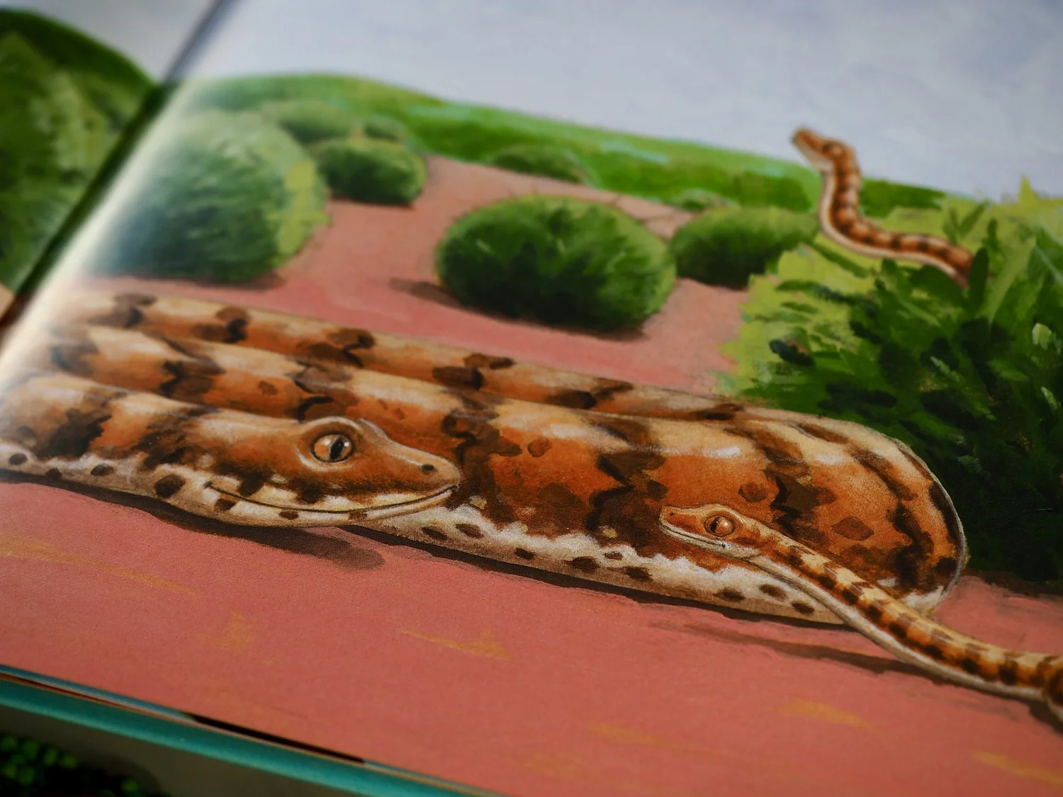 Rainbow Serpent Author: Dick Roughsey and Percy Trezise — Shop Sensory ...