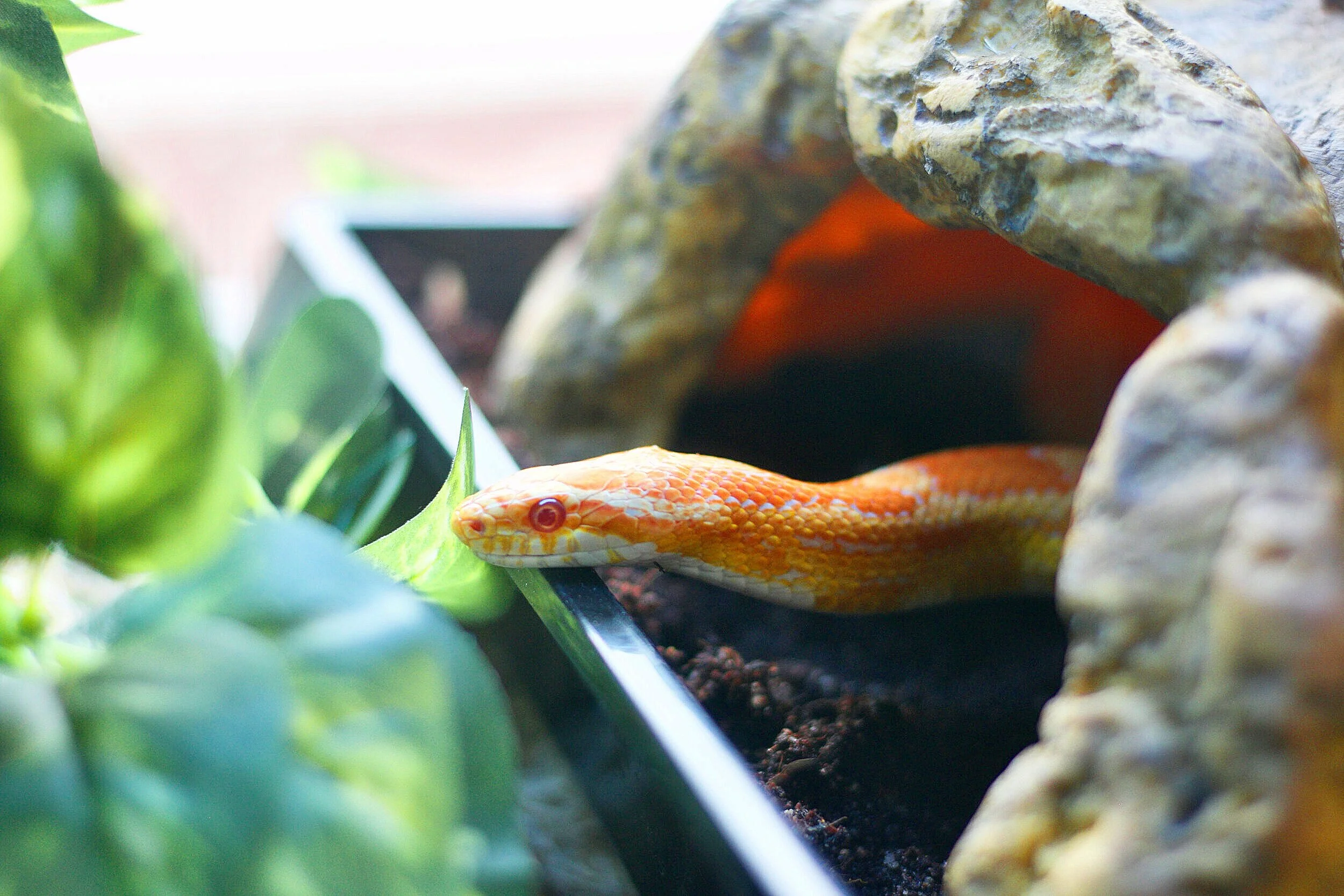 RACR: Reptile & Amphibian Center of the Rockies