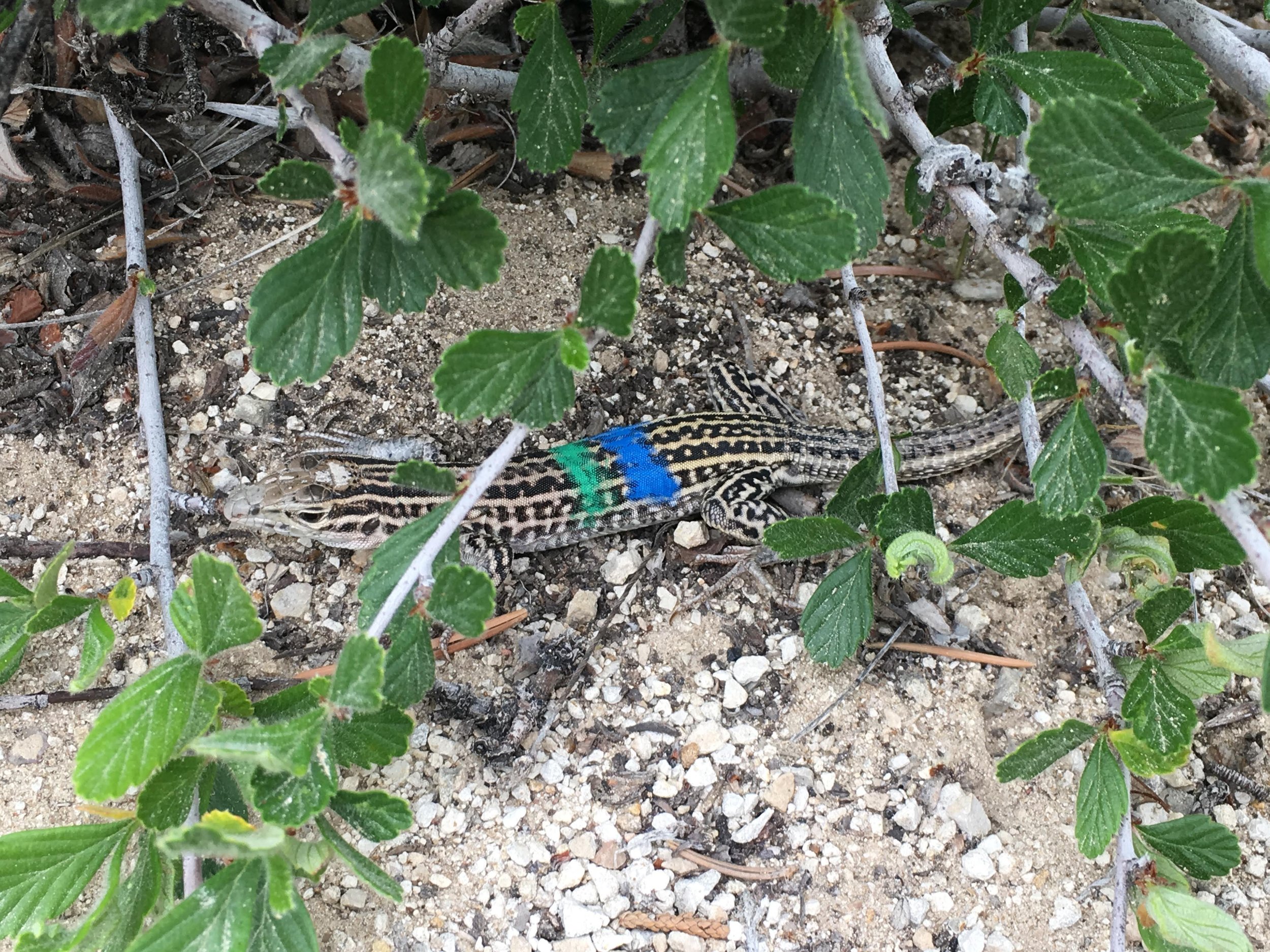 Does “The Bigger the Better” Apply to Lizards? — Reptile & Amphibian Center