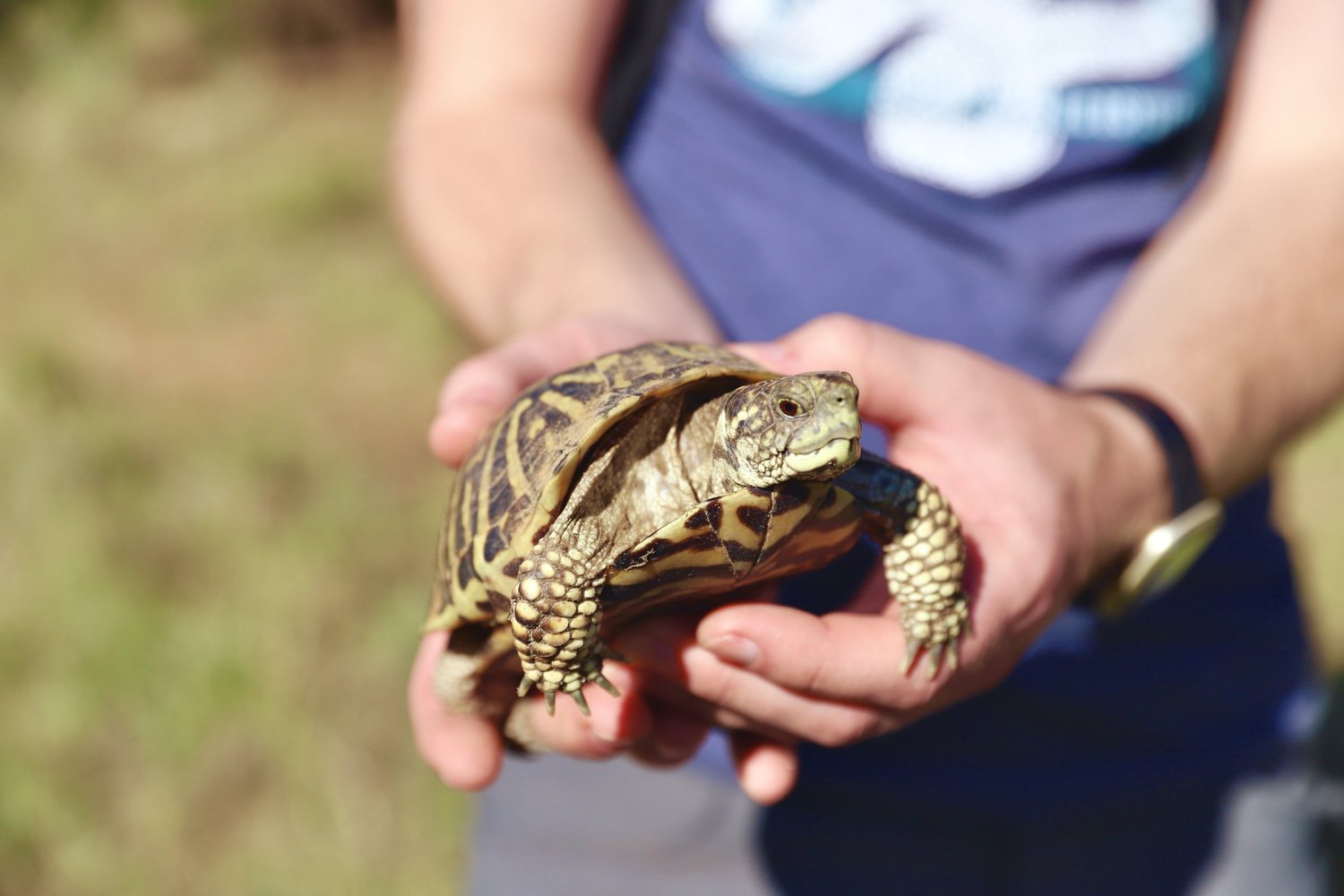 RACR: Reptile & Amphibian Center of the Rockies