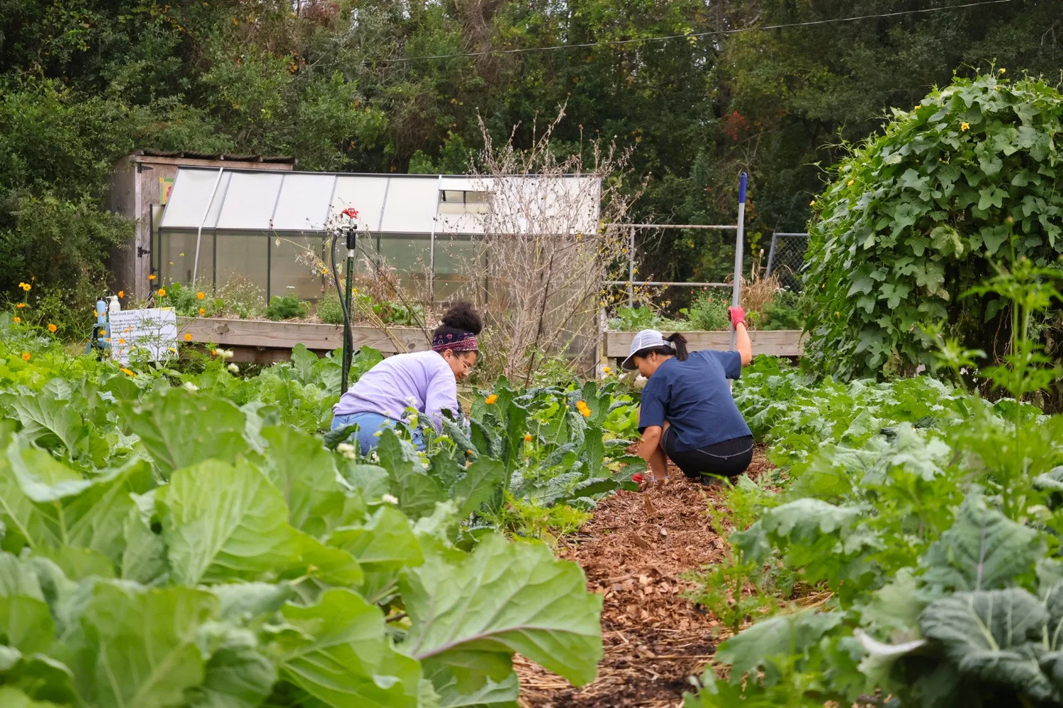 Gainesville Giving Garden