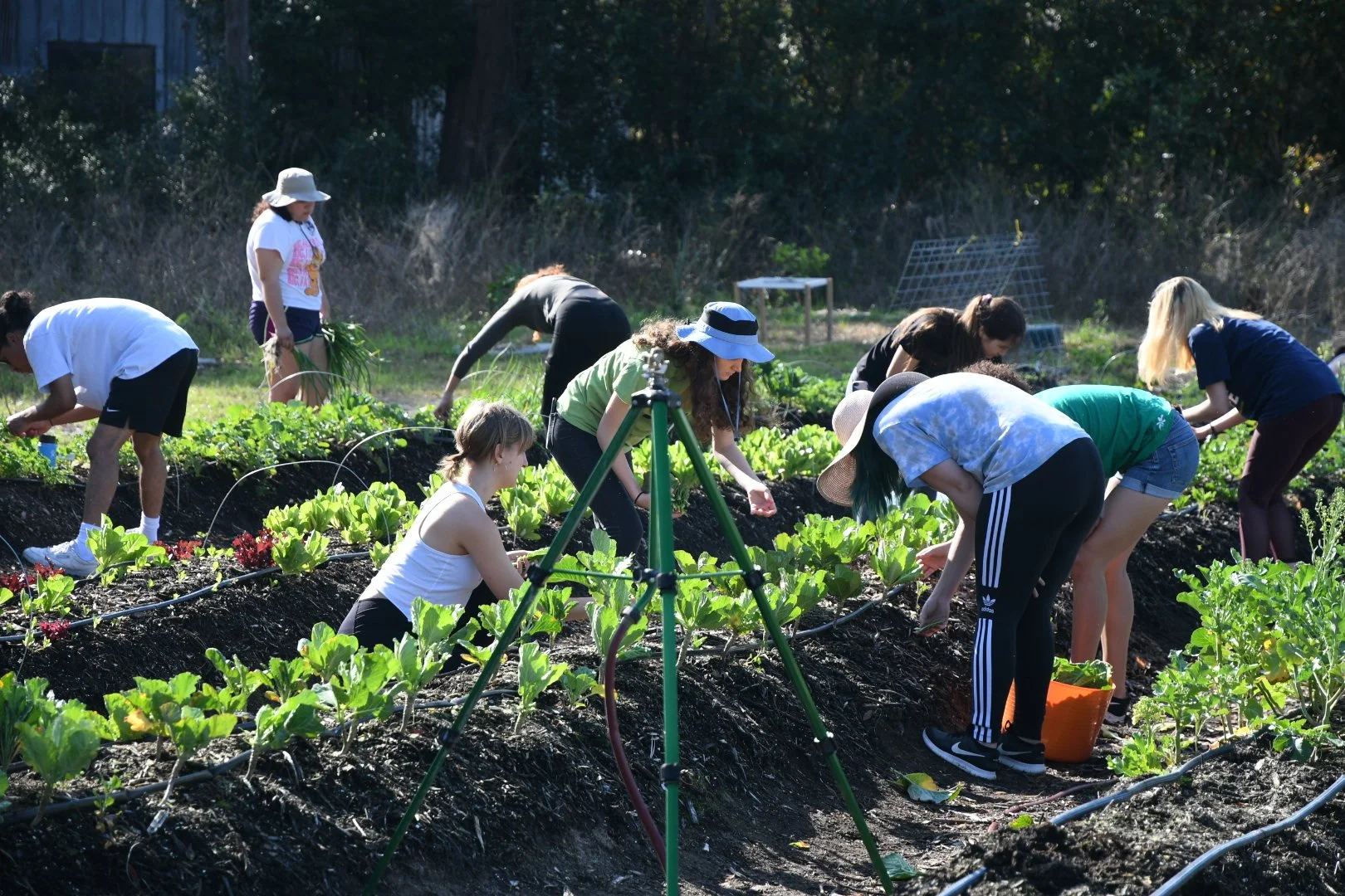 Gainesville Giving Garden