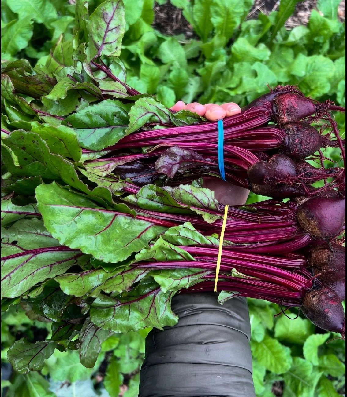 Resources — Gainesville Giving Garden