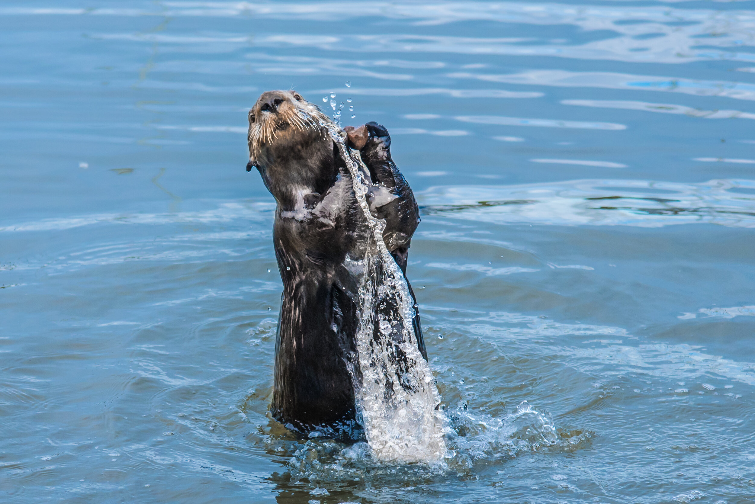 Take Action — The Otter Project