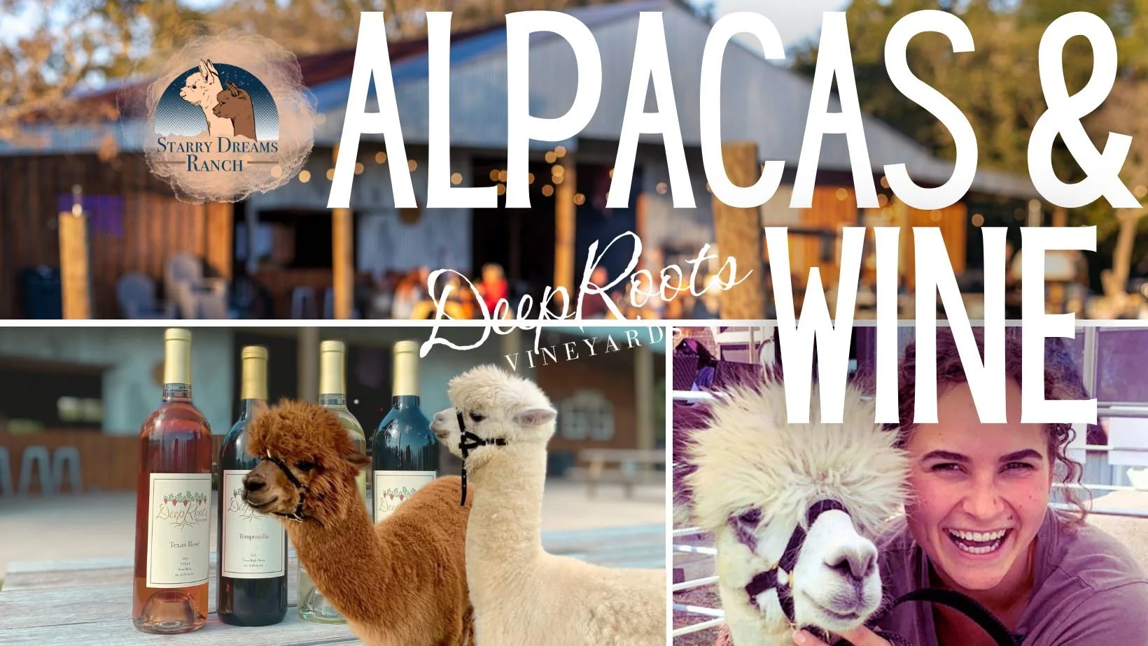 Alpacas & Wine Fall Events — DeepRoots Vineyards