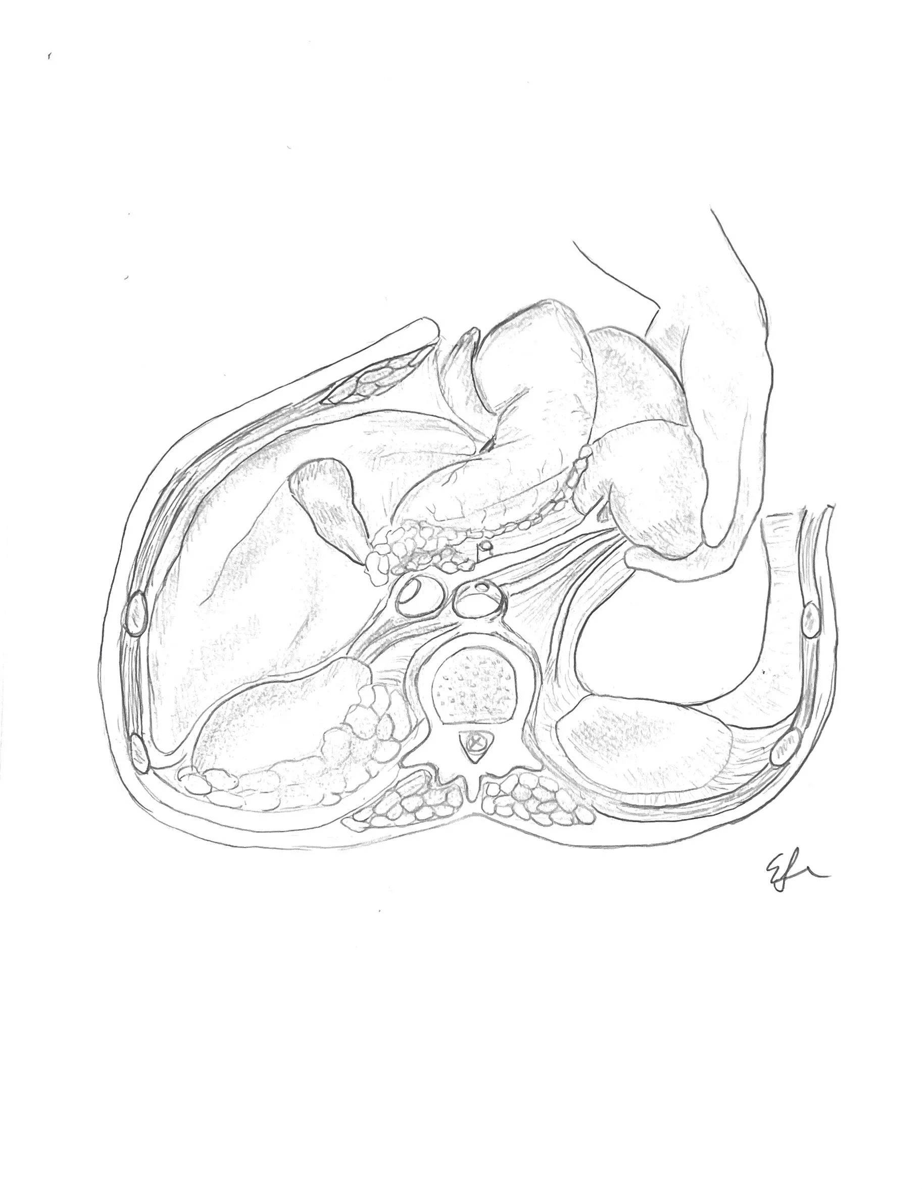 Anatomy of the Abdomen — The Lumen