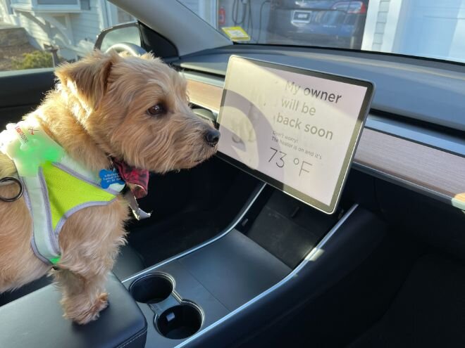 How Do You Turn On Tesla Dog Mode