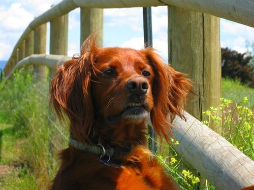 On Point Veterinary Services