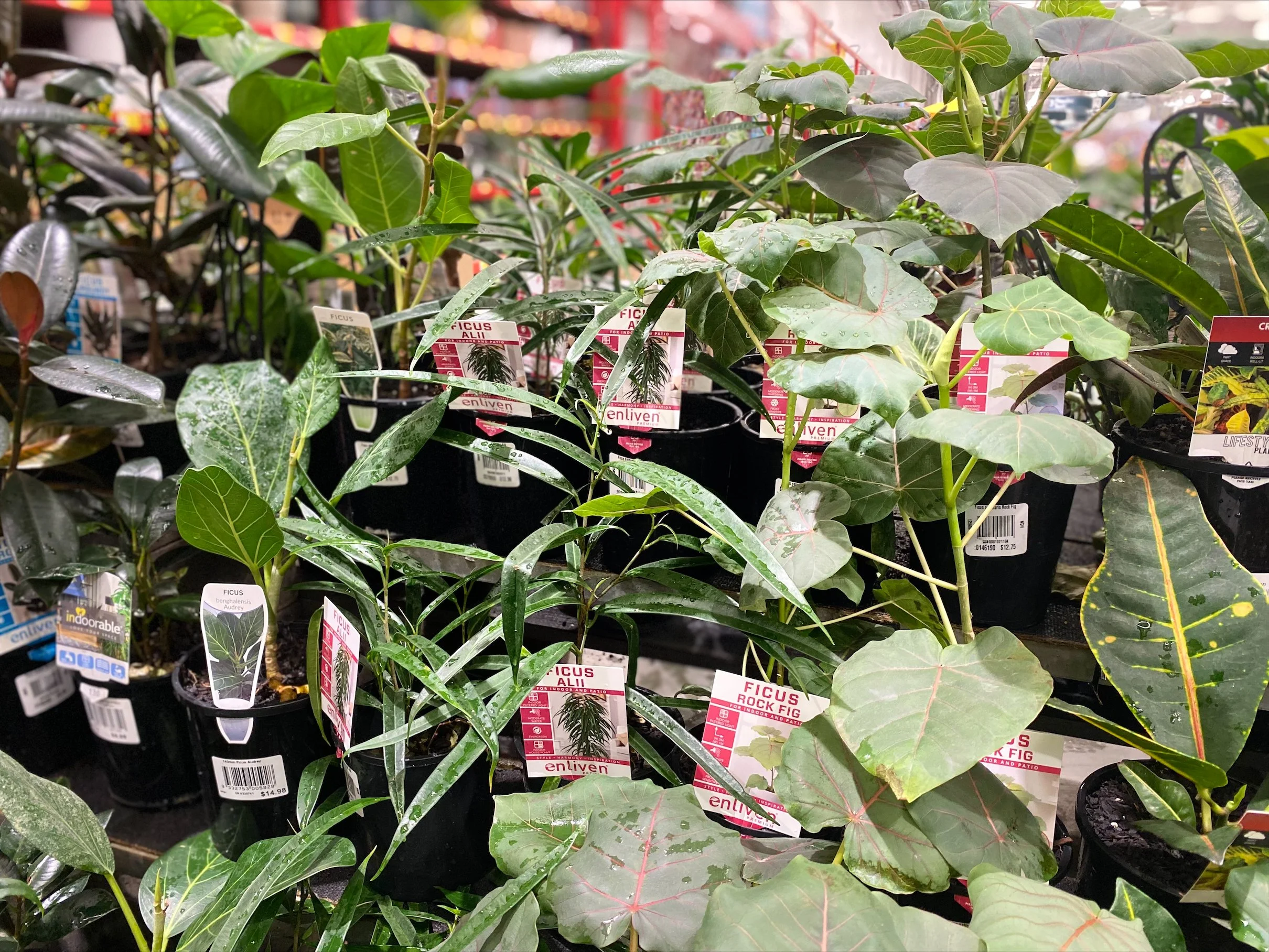 The "Plant a Plant" Challenge — Inspire Program Australia