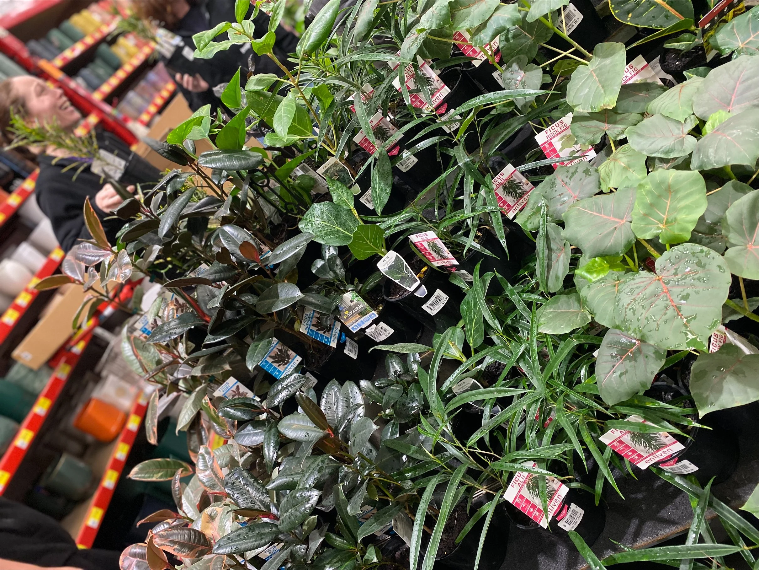 The "Plant a Plant" Challenge — Inspire Program Australia