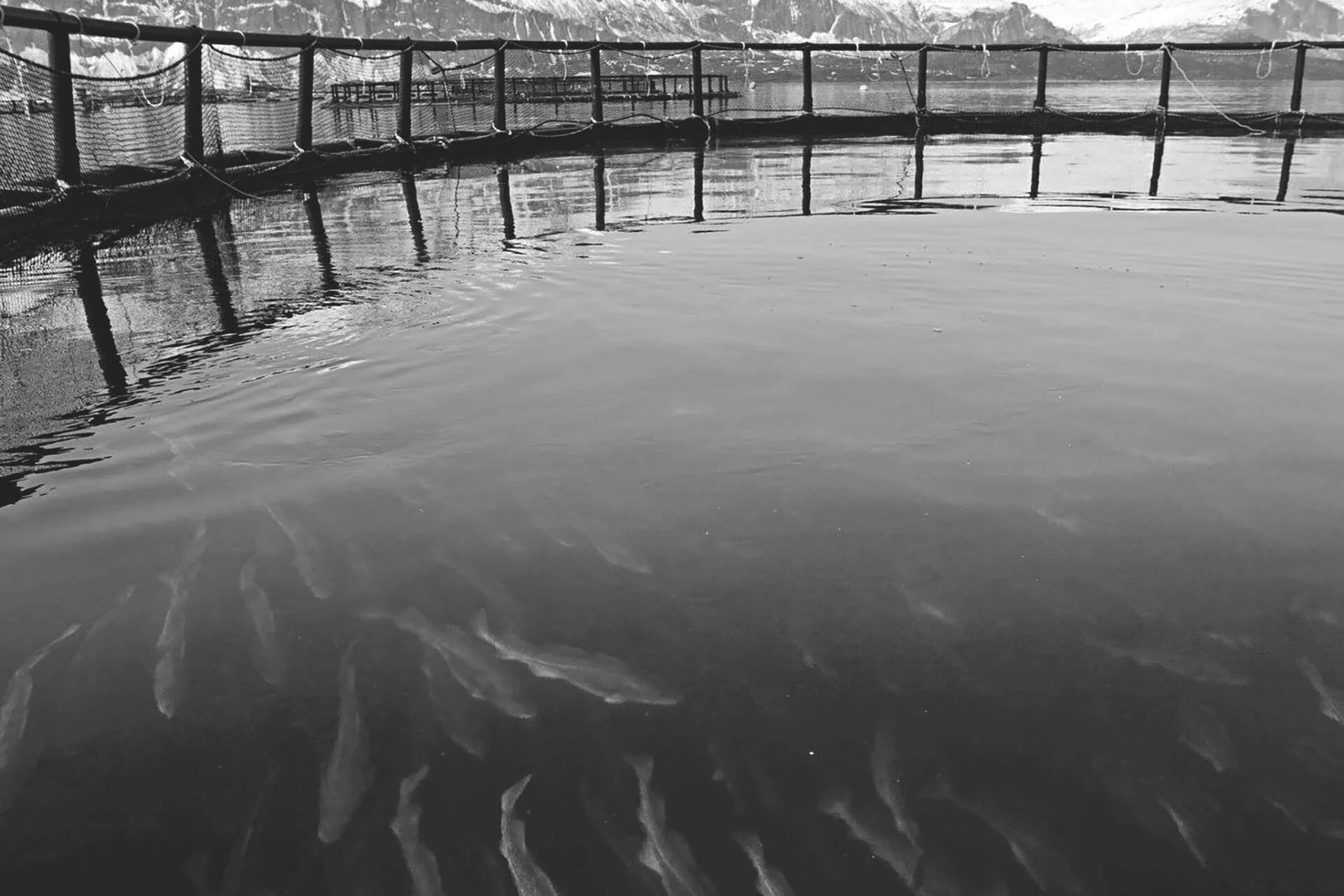 Blog 2 — CodCluster