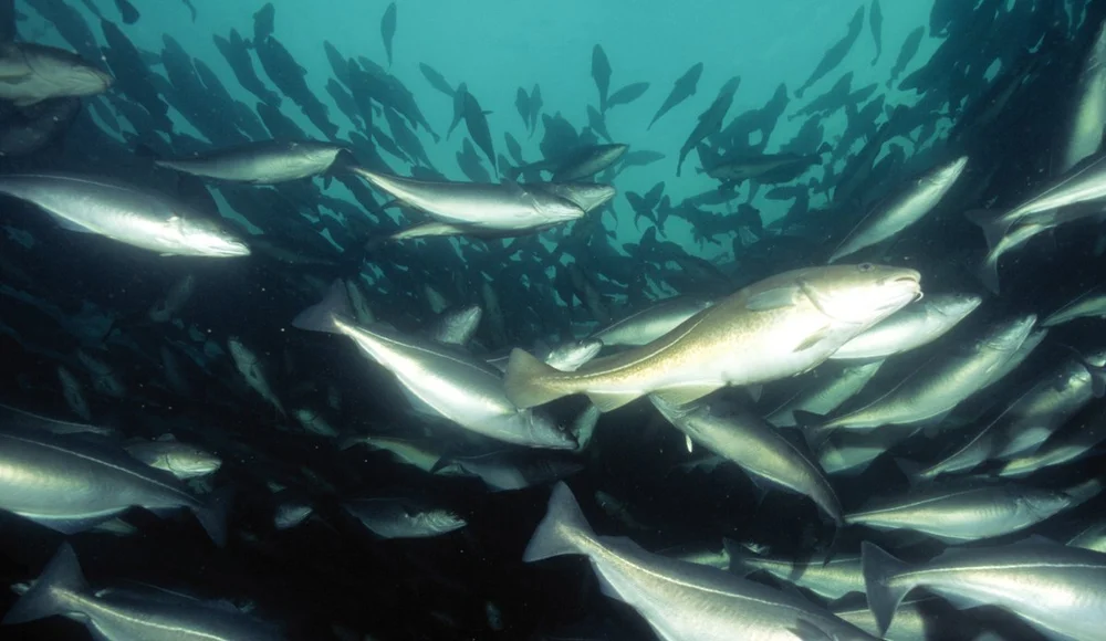 Blog 2 — CodCluster