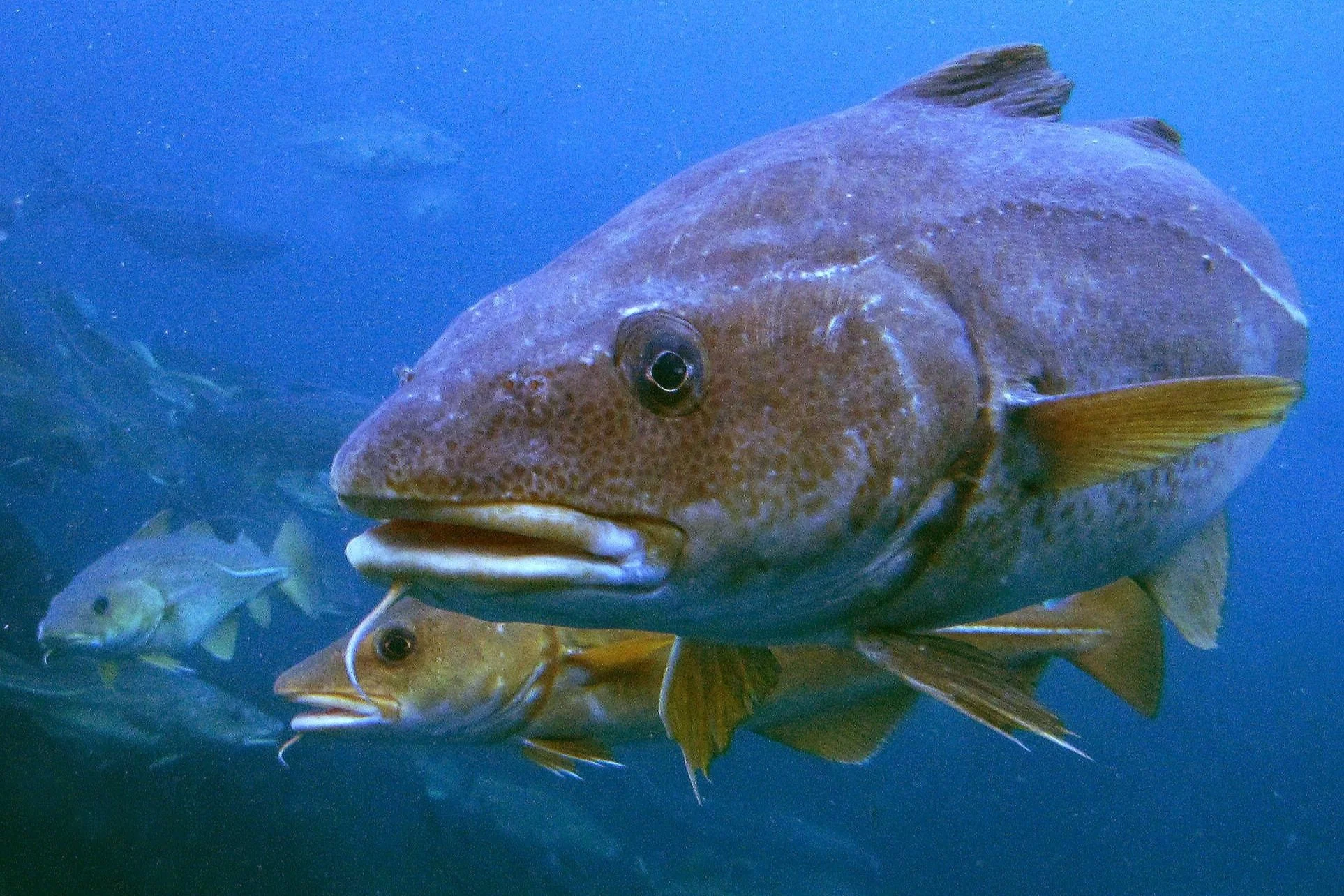 Cod Cluster i dialog med Fiskeridirektoratet om nye dispensasjonsvilkår — CodCluster