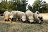 Purebred Valais Blacknose Sheep Breeders in the USA