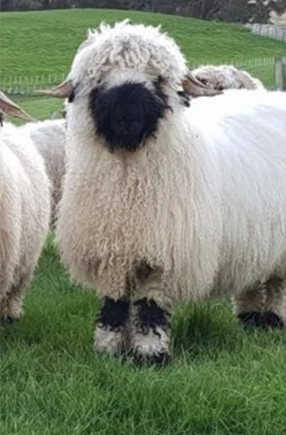 Valais Blacknose Sheep Straws and Embryos - Improving Rare Breed Sheep ...