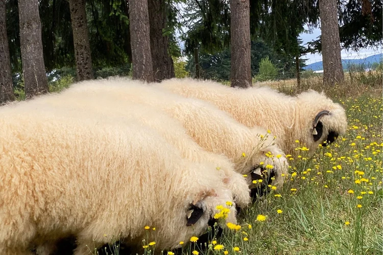 Pure Valais Blacknose Sheep Breeders in the USA