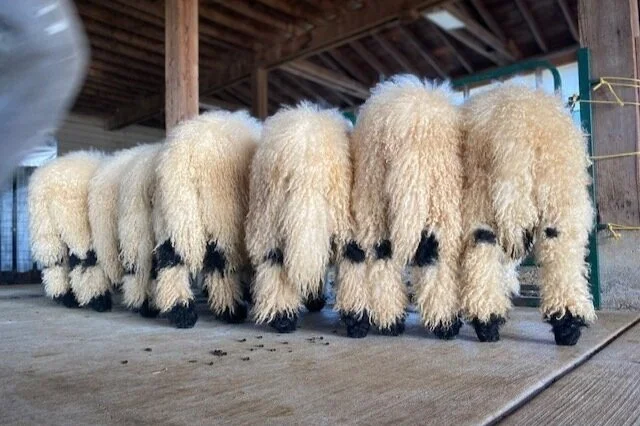 Pure Valais Blacknose Sheep Breeders