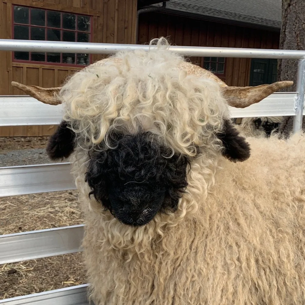 Purebred Valais Blacknose Ewes for Sale — Pure Valais Blacknose Sheep ...