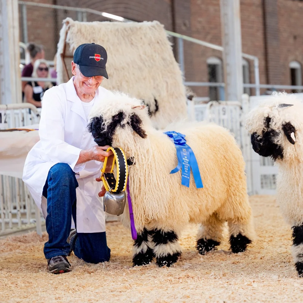 Purebred Valais Blacknose Ewes for Sale — Pure Valais Blacknose Sheep ...