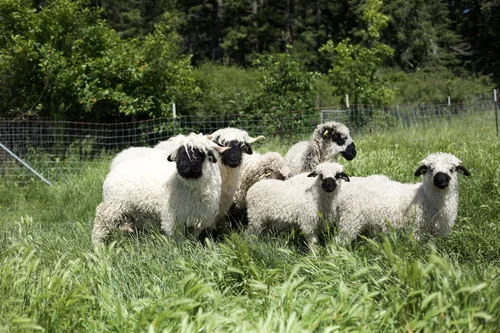 Pure Valais Blacknose Sheep for Sale
