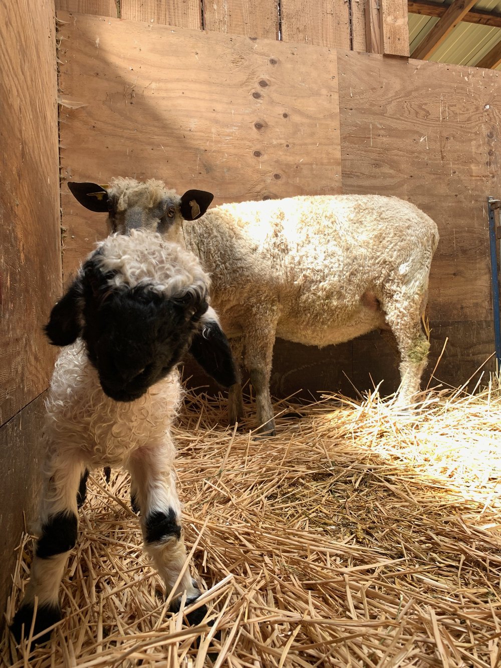 Valais Blacknose Sheep Straws and Embryos - Improving Rare Breed Sheep ...