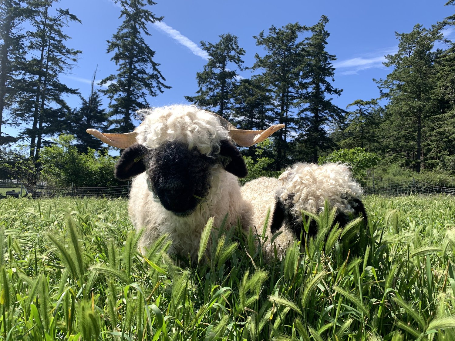 Pure Valais | Purebred Valais Blacknose Sheep For Sale