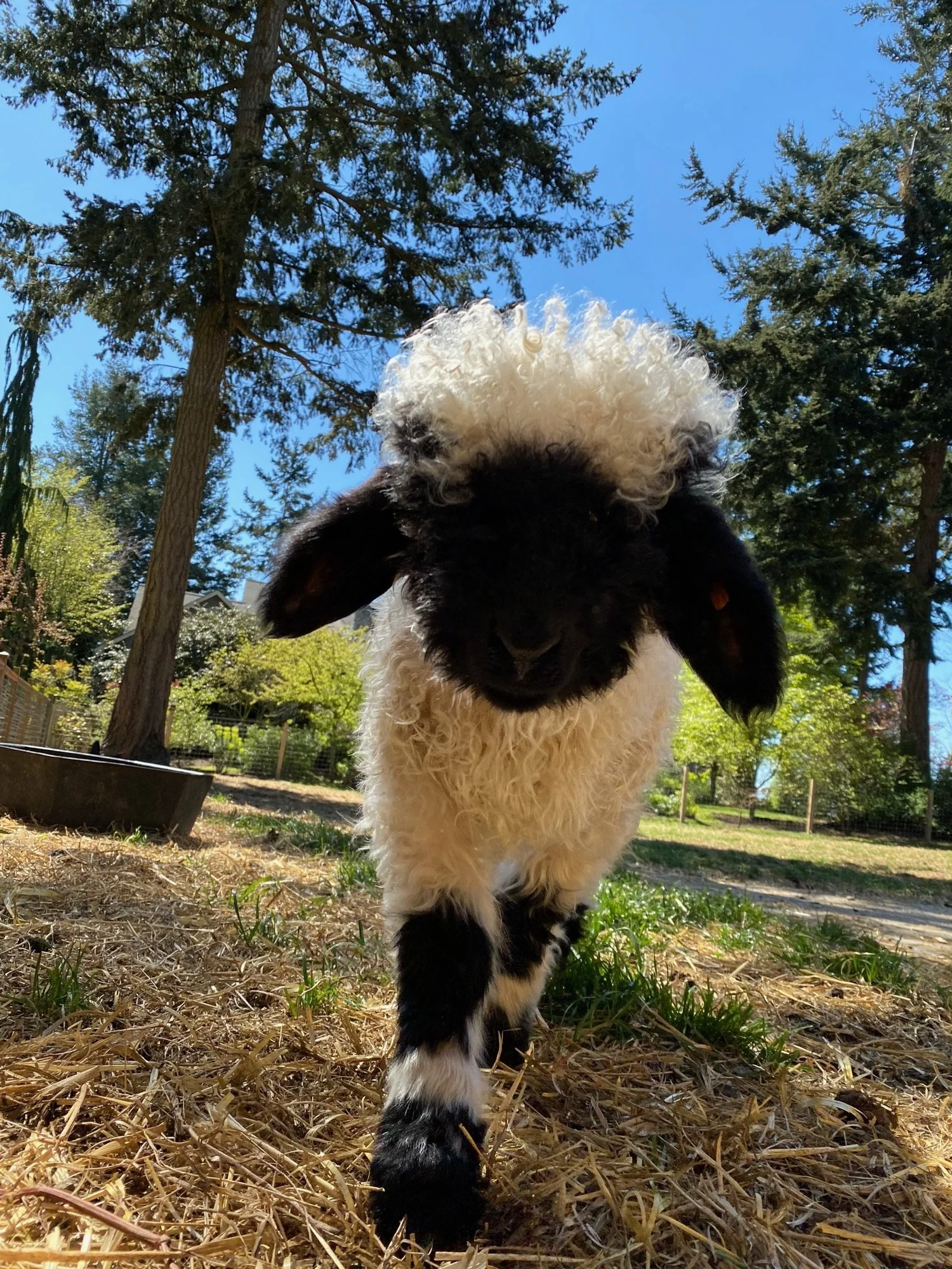 Pure Valais Blacknose Sheep Breeders in the USA