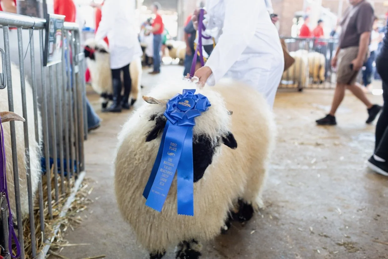 Pure Valais Blacknose Sheep for Sale