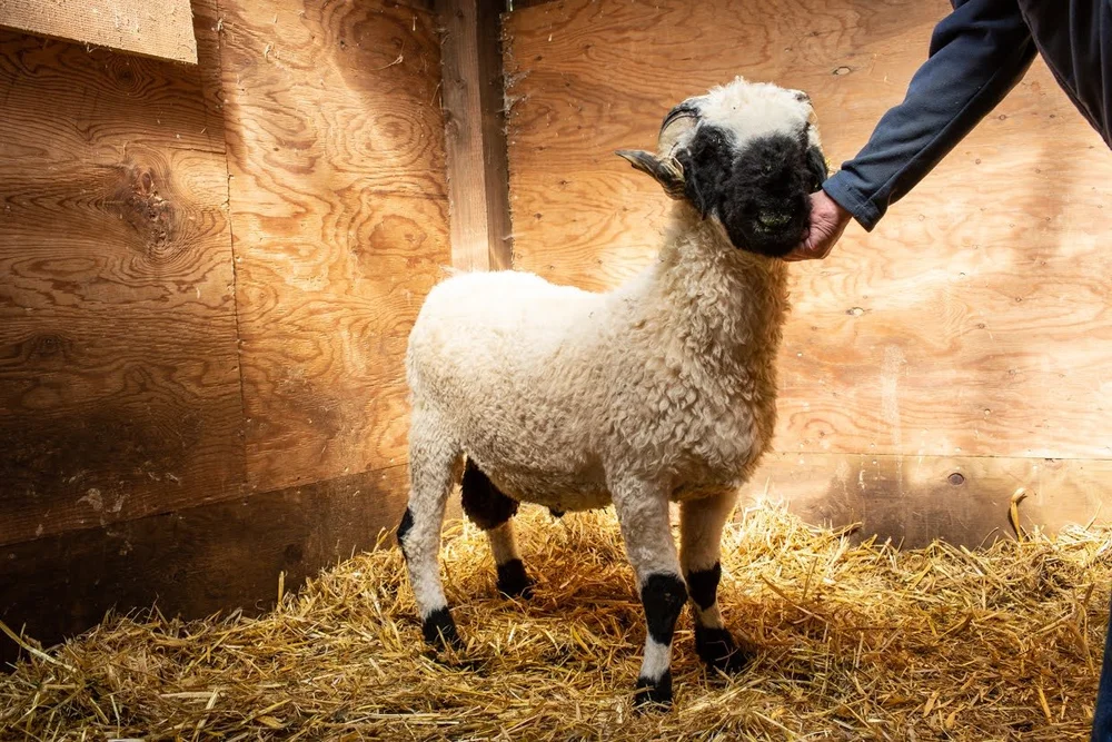 Additional Care for Your Valais Blacknose Flock — Pure Valais Blacknose ...