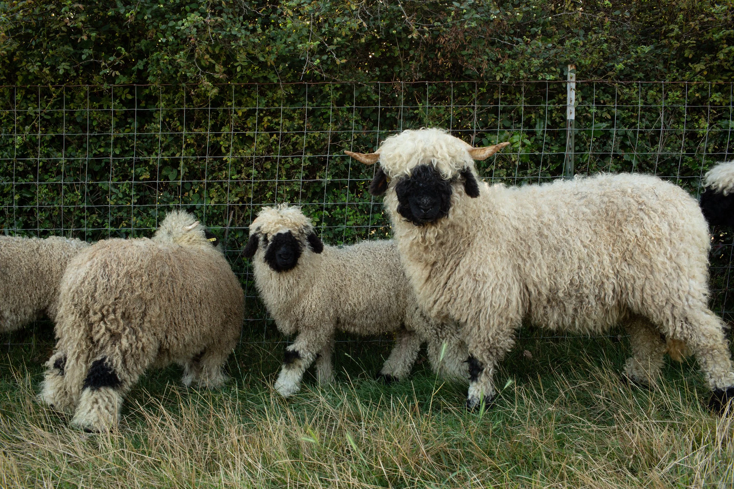 Pure Valais Blacknose Sheep for Sale